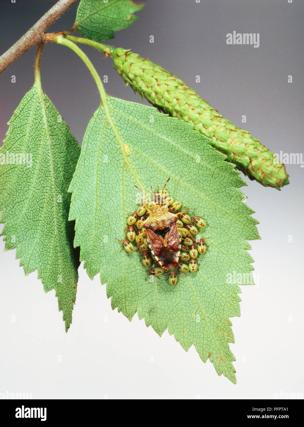 Stink bug life cycle hi-res stock photography and images - Alamy