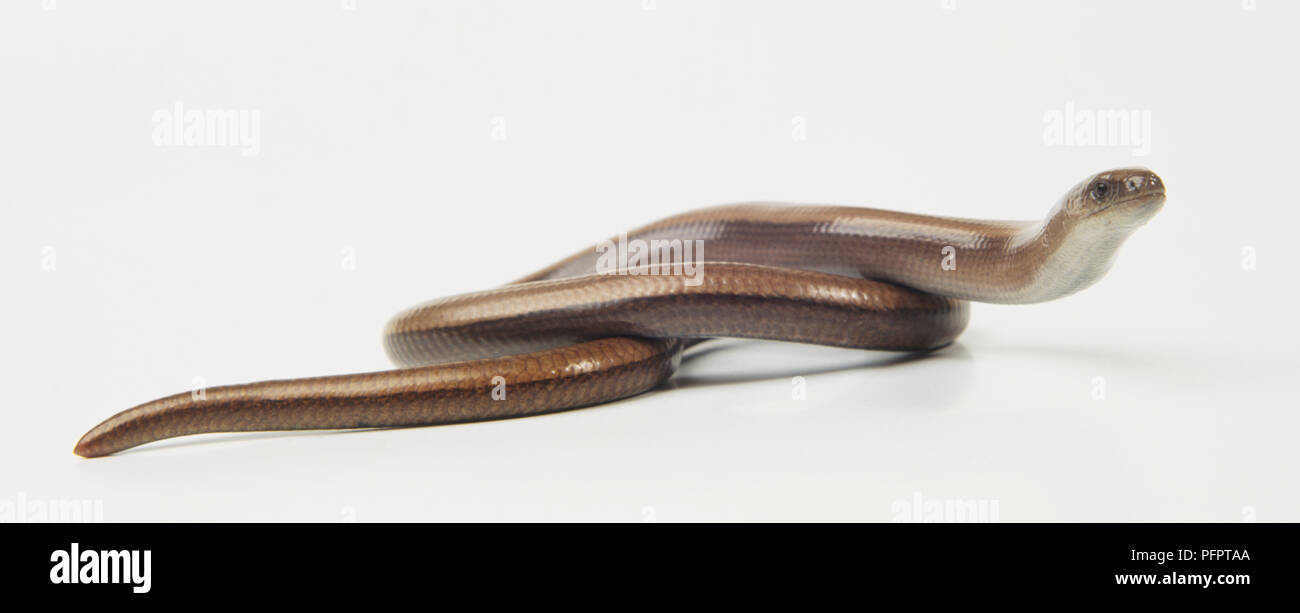 Anguidae hi-res stock photography and images - Alamy