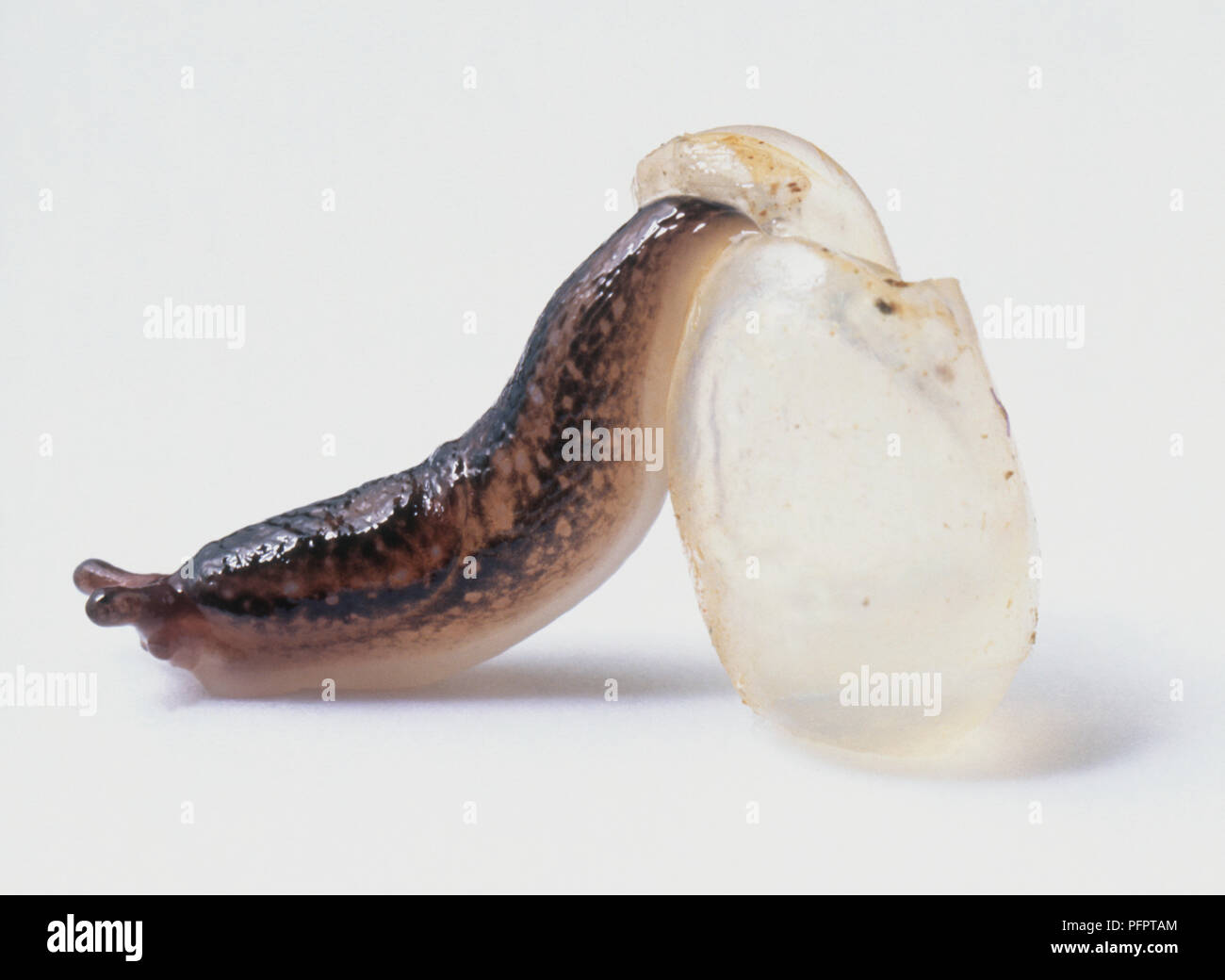 Slug emerging from egg Stock Photo - Alamy