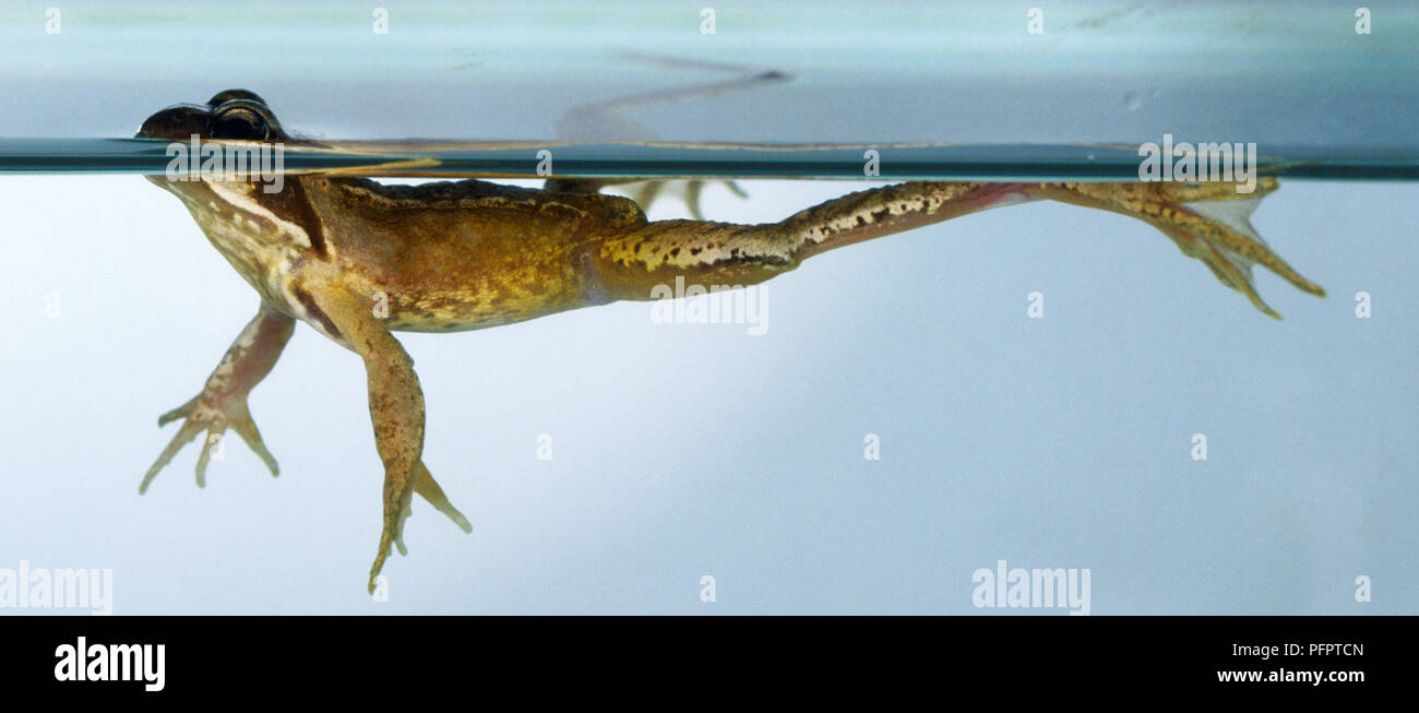 Frog, Rana temporaria, swimming just below surface, top of head above ...