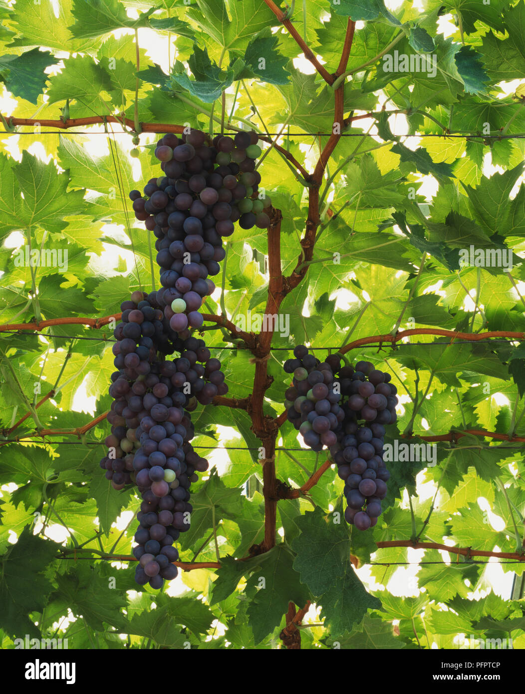 Black Grapes Tree