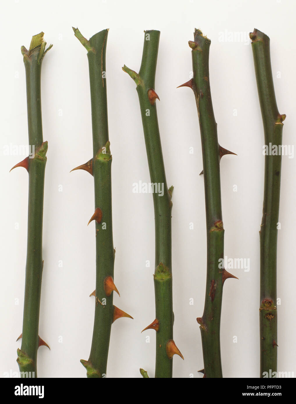 Five Rose stems, four cut roughly and incorrectly, one on the far-right ...