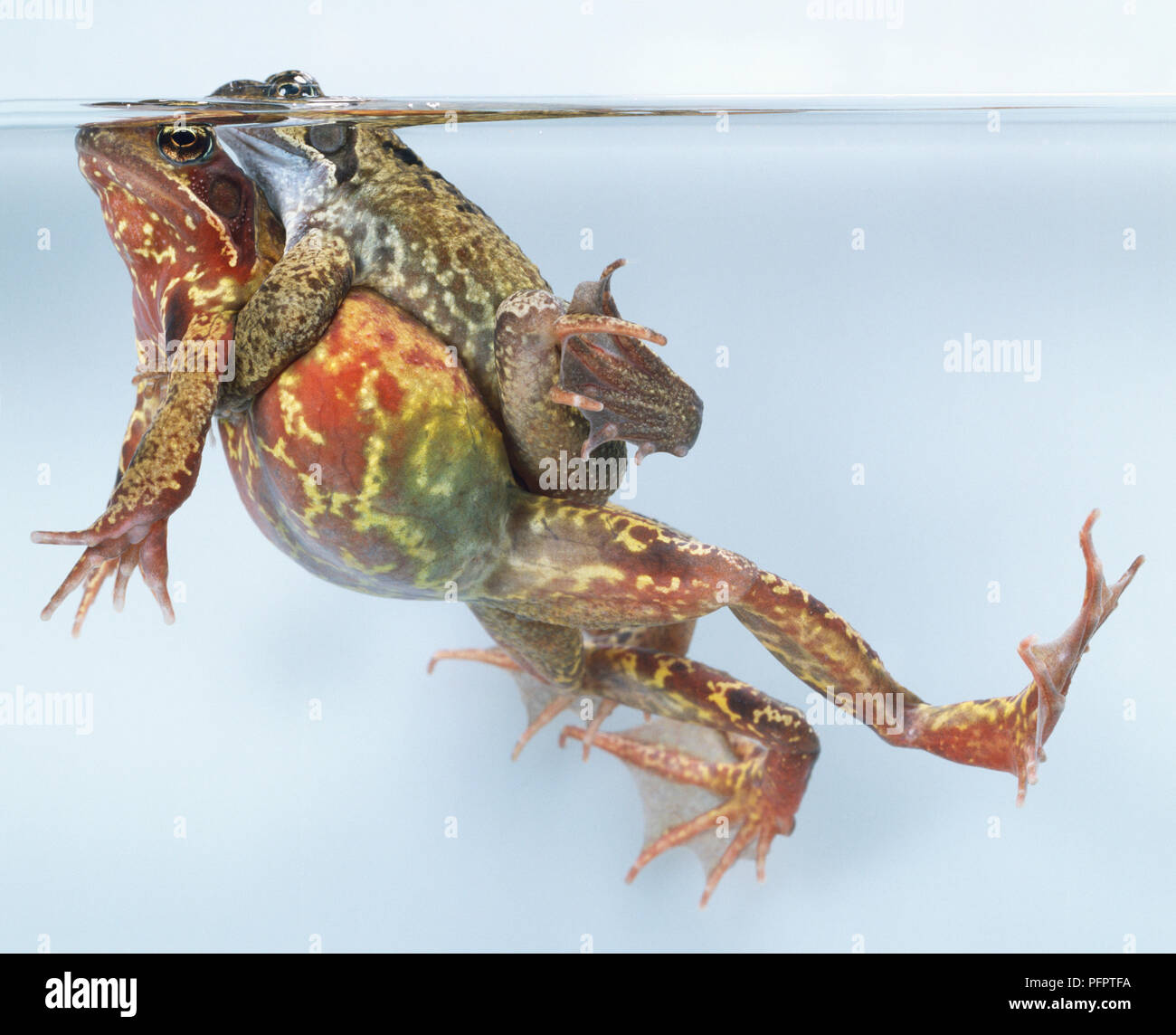 Two frogs swimming, one riding on other's back, webbed feet paddling ...