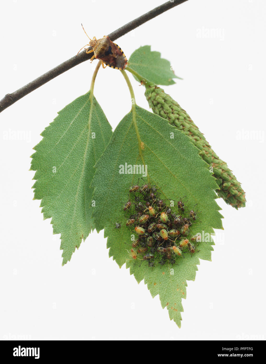 Bug babies leaf hi-res stock photography and images - Alamy
