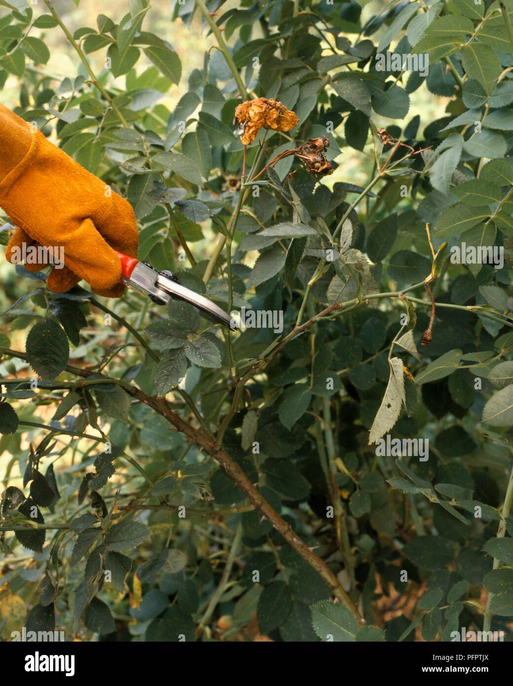 Pruning sideshoots of a Rosa gallica (Gallica rose), using secateurs ...