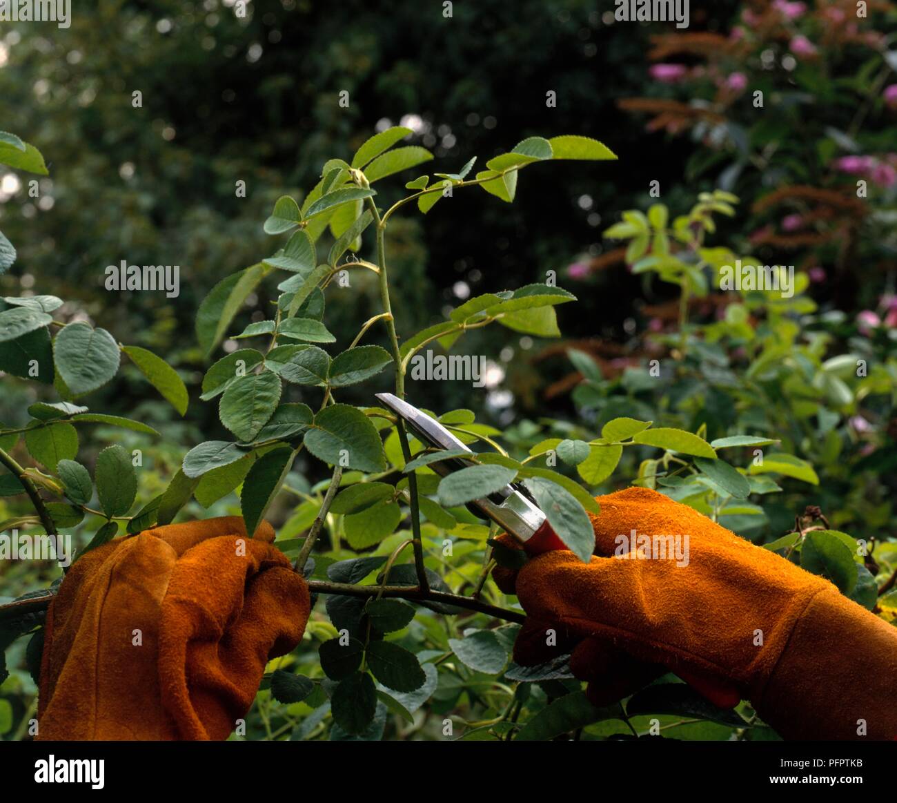 Pruning sideshoots of a Rosa gallica (Gallica rose), using secateurs ...