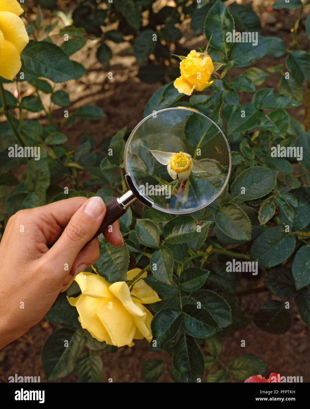 Magnifying glass a rose hi-res stock photography and images - Alamy