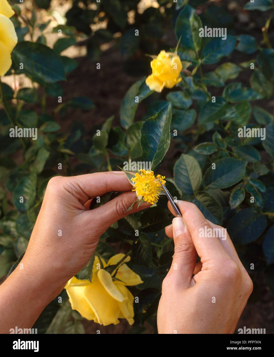 Hybridising roses, using tweezers to remove stamen from a yellow rose ...