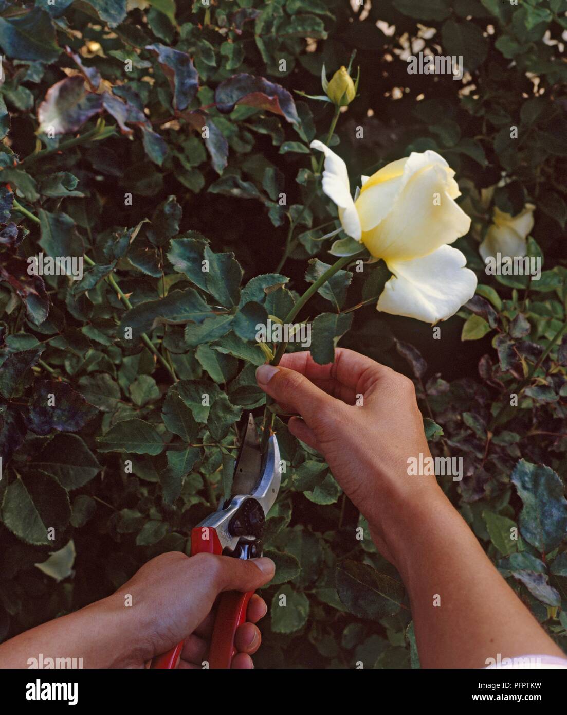 Cutting stem of yellow rose at an angle just above a bud, close-up ...