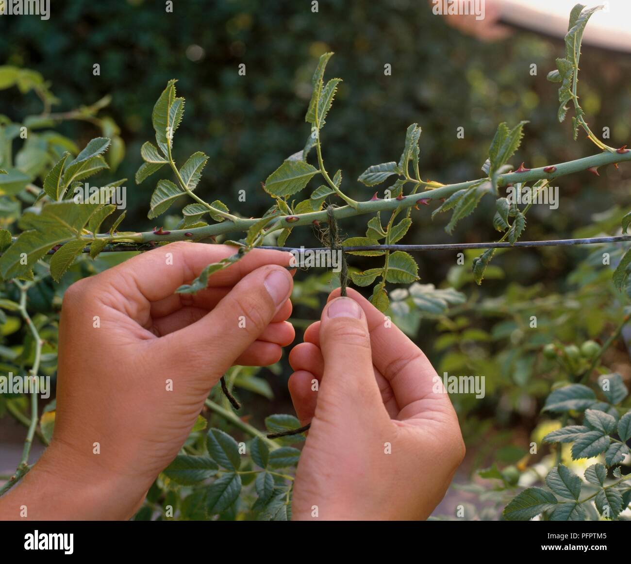 Fan trained rose hi-res stock photography and images - Alamy