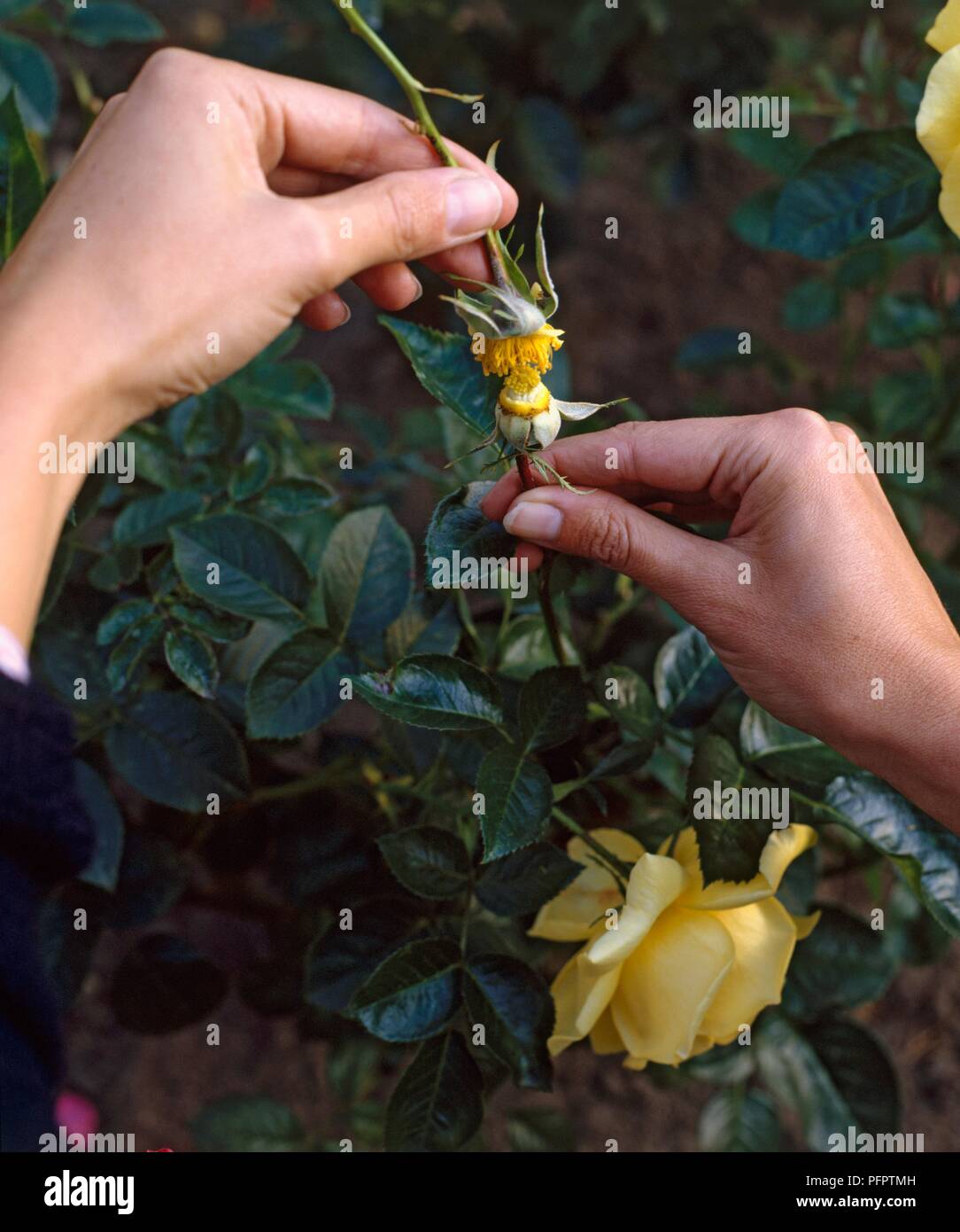 Hand pollination of roses hi-res stock photography and images - Alamy