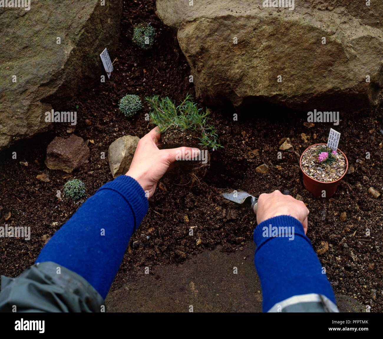 Man holding plant and using trowel to dig hole in ground in rock garden ...