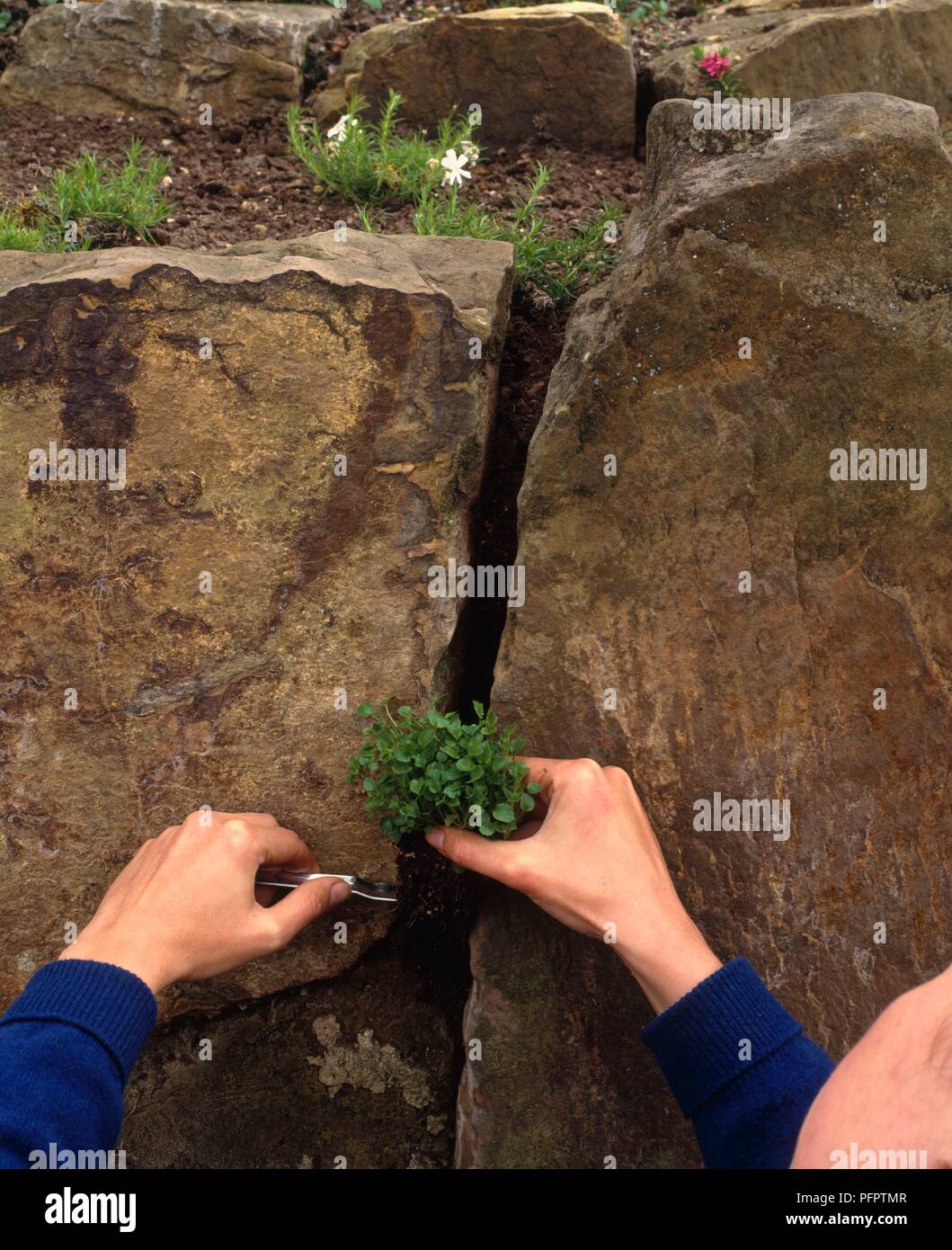 Man easing roots of Campanula into crevice of dry stone scree bed using ...