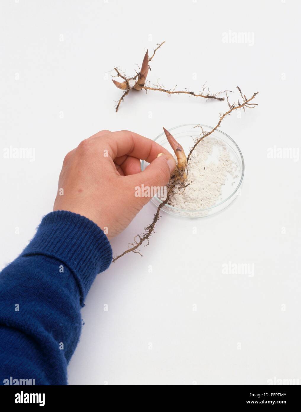 Fungicidal hi-res stock photography and images - Alamy