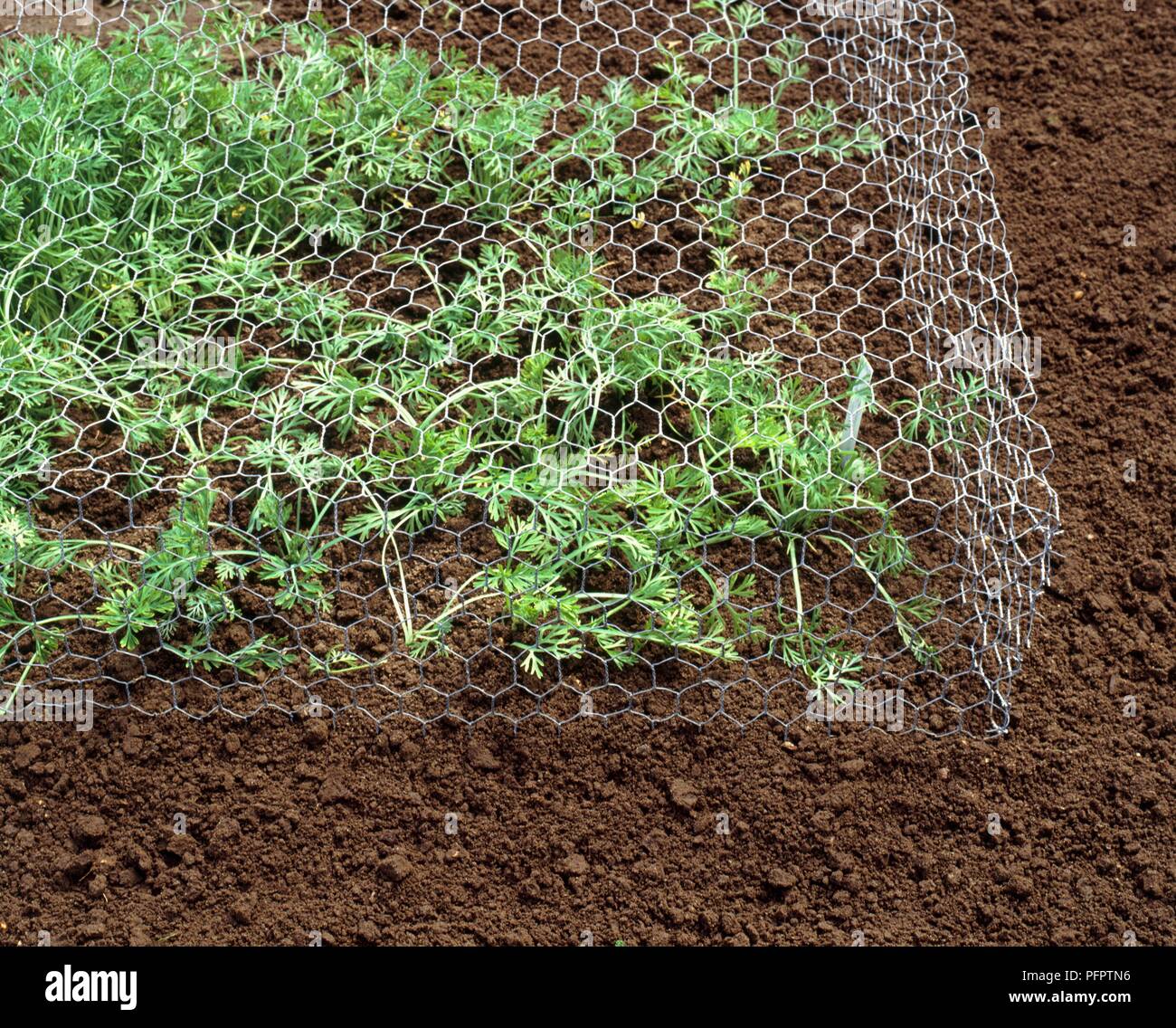 Eschscholzia seedlings covered with wire mesh forming protective cover ...