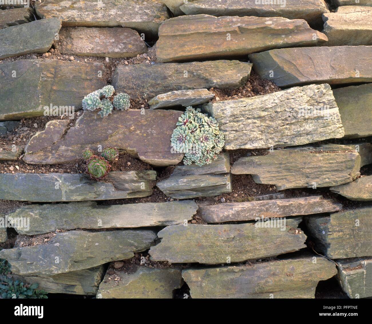 Succulent plants in soil of dry stone wall Stock Photo - Alamy