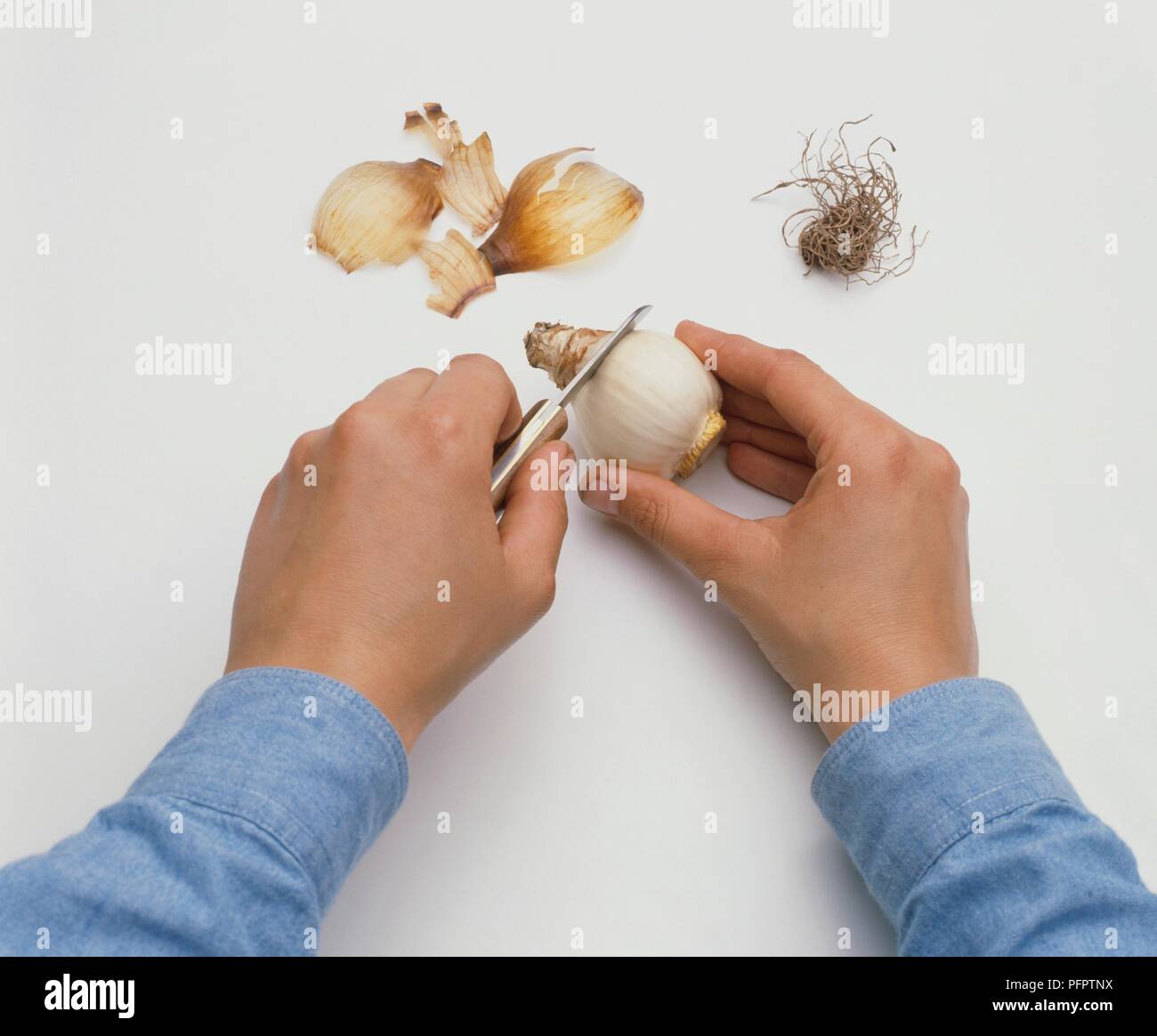 Slicing off nose of daffodil bulb, using a sharp knife (propagating by ...