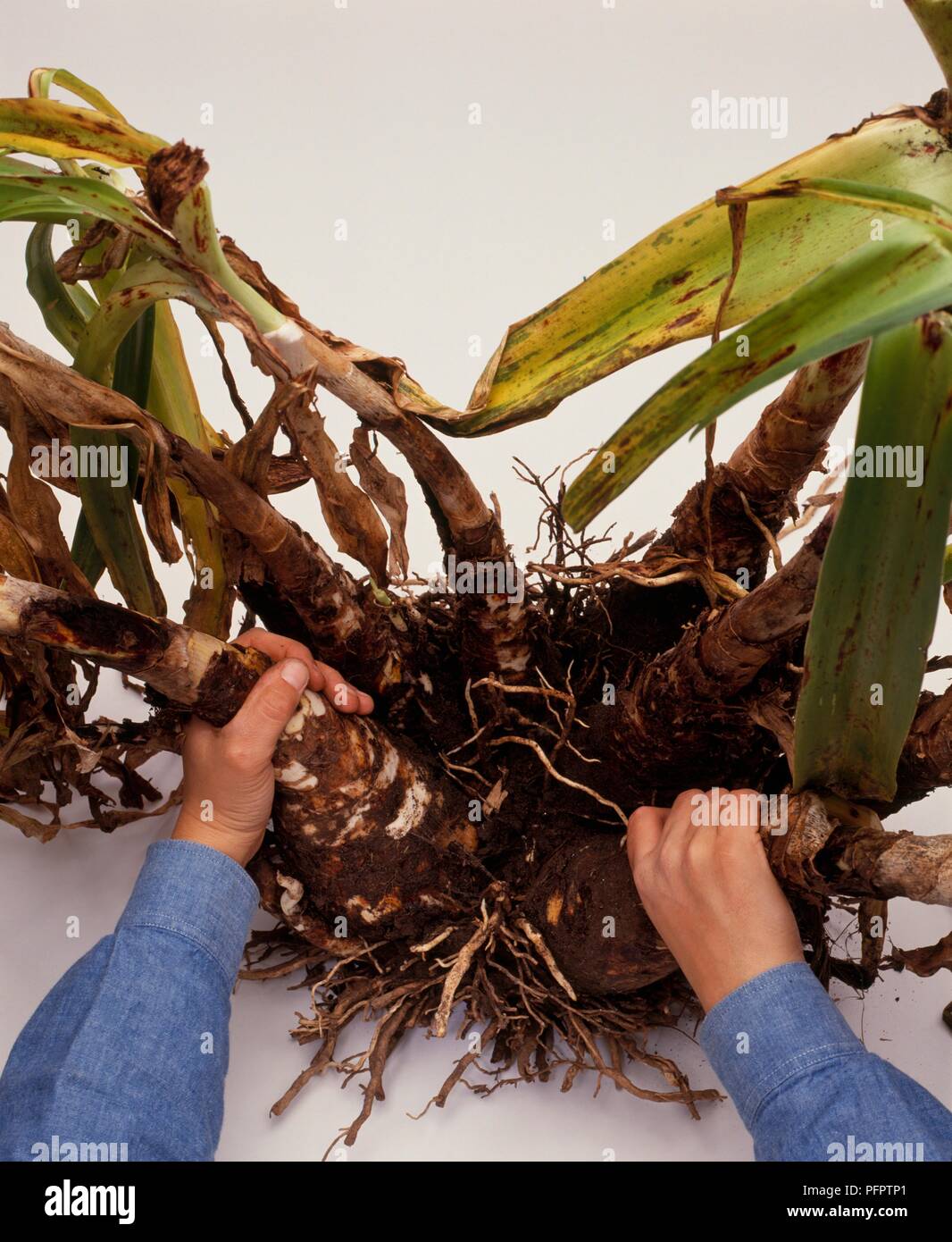 Pulling clump of Crinum plant apart, using hands, close-up Stock Photo ...
