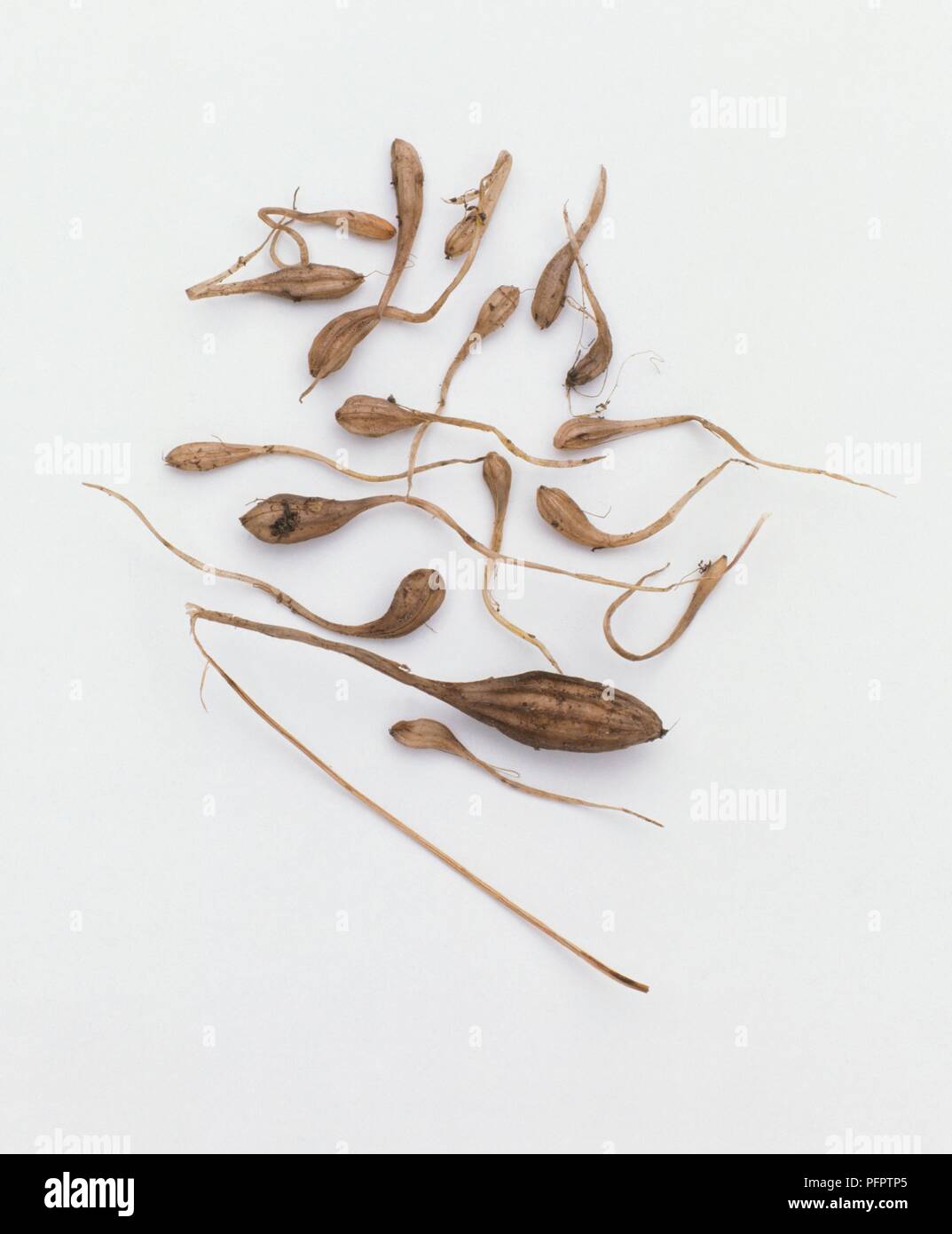 Calochortus tolmiei seedlings Stock Photo - Alamy