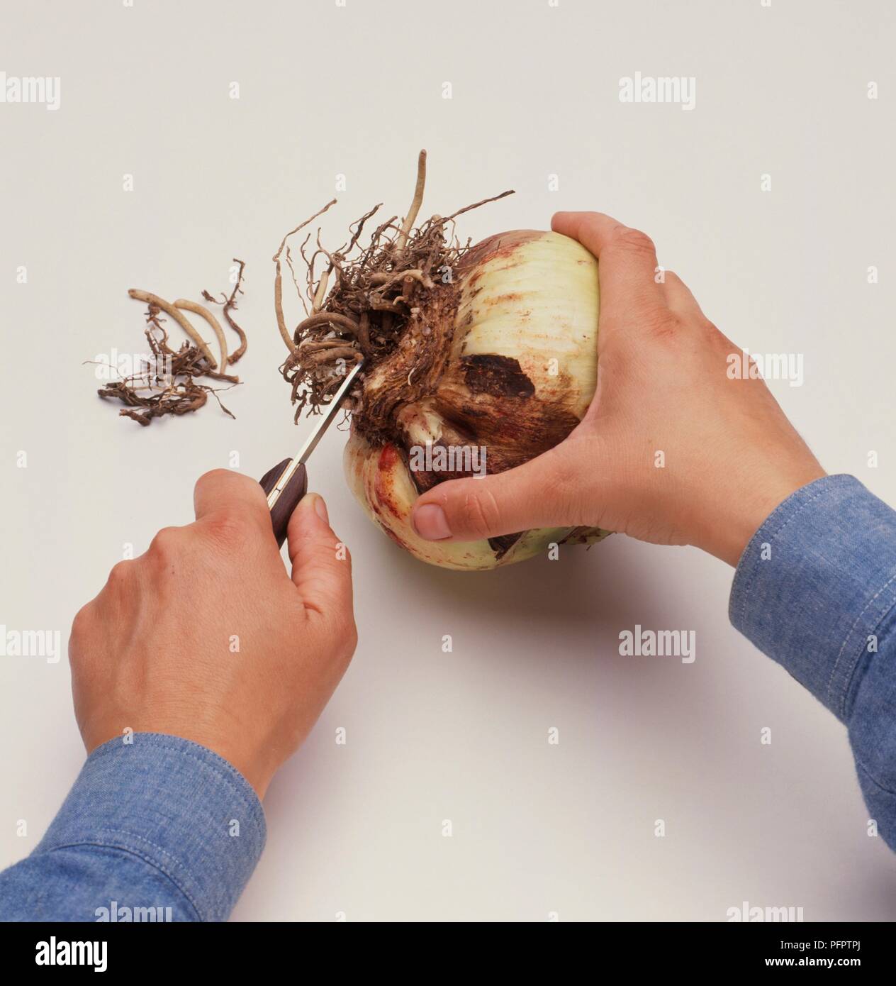 Bulbous with roots hi-res stock photography and images - Alamy