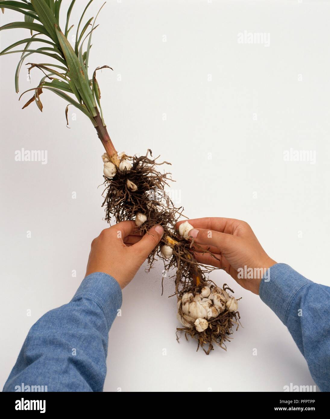 Picking off lily bulblets from dead stem after flowering, close-up ...