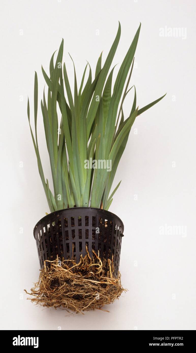 Iris pseudacorus plant with roots protruding in pot Stock Photo - Alamy