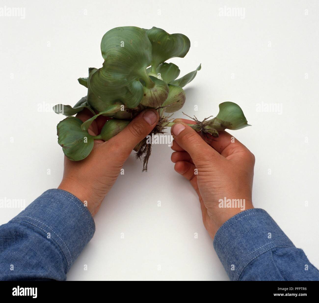 Person removing an offset from Eichhornia crassipes (Water hyacinth ...