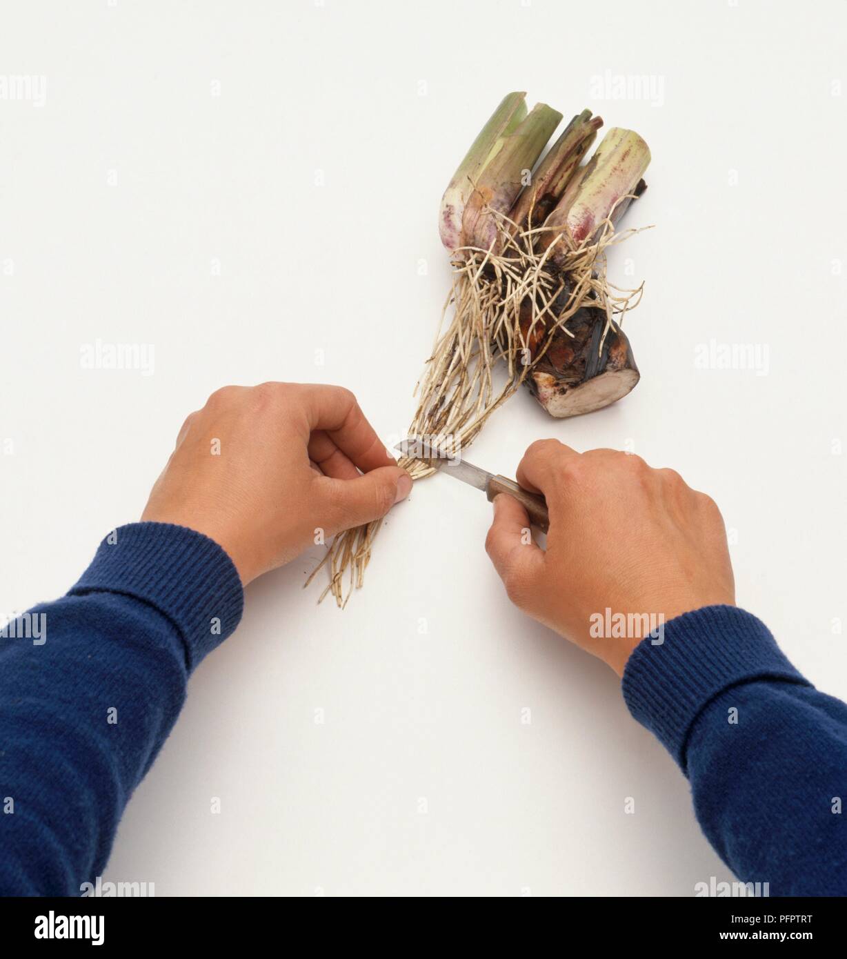 Person trimming long roots of rhizomatous plant with sharp knife Stock ...