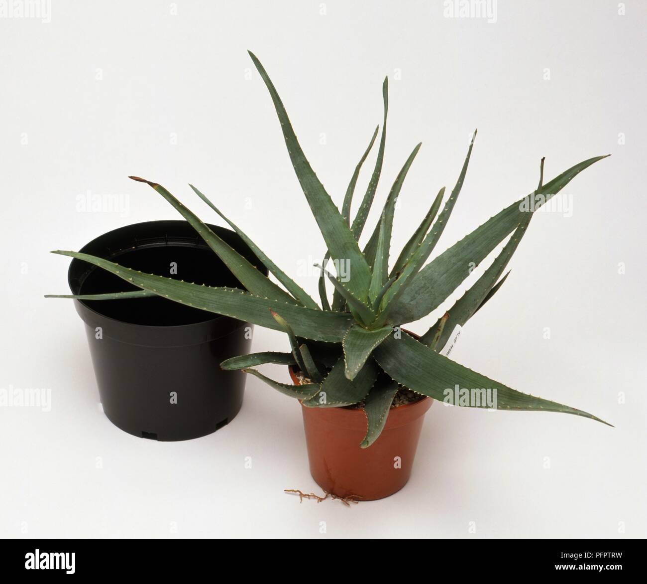 Aloe arborescens (Krantz aloe) with roots protruding in pot next to a ...