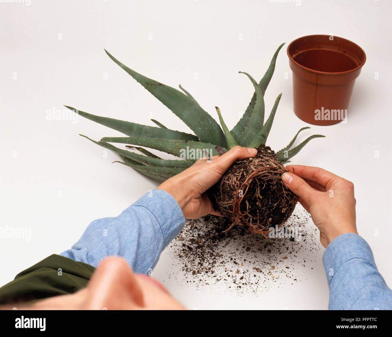 Aloe roots hi-res stock photography and images - Alamy