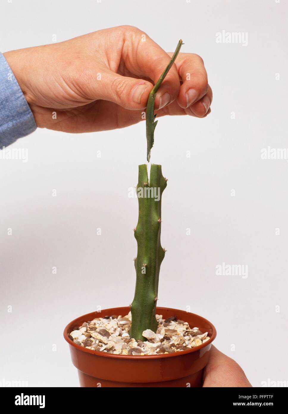 Inserting the scion hi-res stock photography and images - Alamy