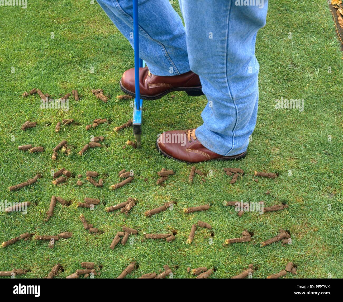 Person lifting out cores of grass and soil (hollow tining), close-up ...