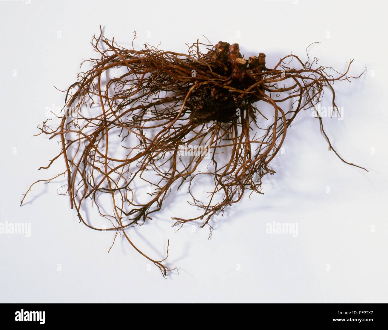 Black snakeroot hi-res stock photography and images - Alamy