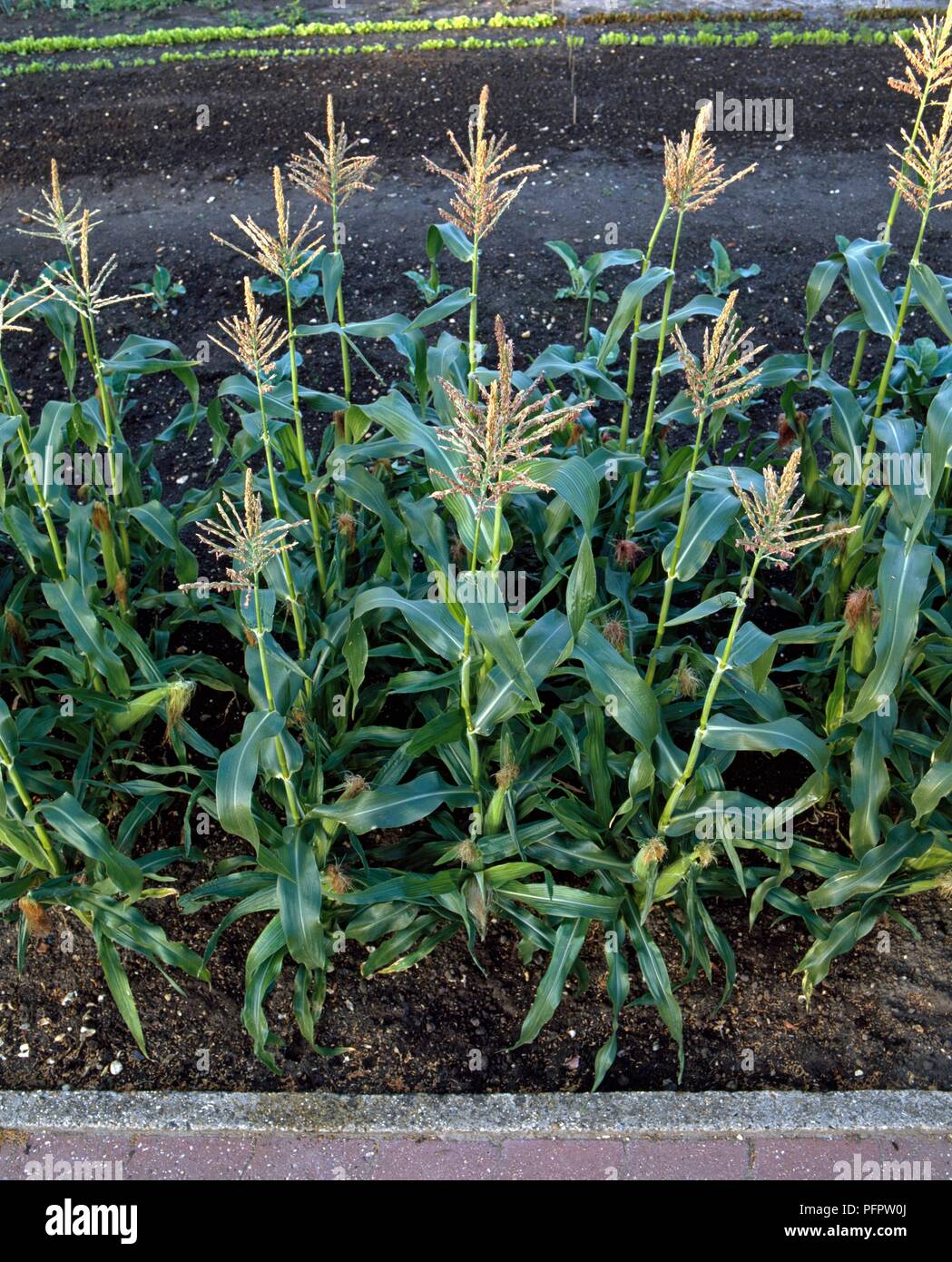 Zea mays (Maize) growing in vegetable garden showing green leaves and ...