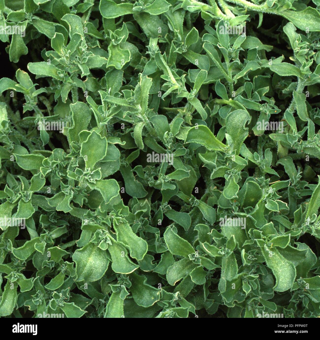 Very common plant hi-res stock photography and images - Alamy