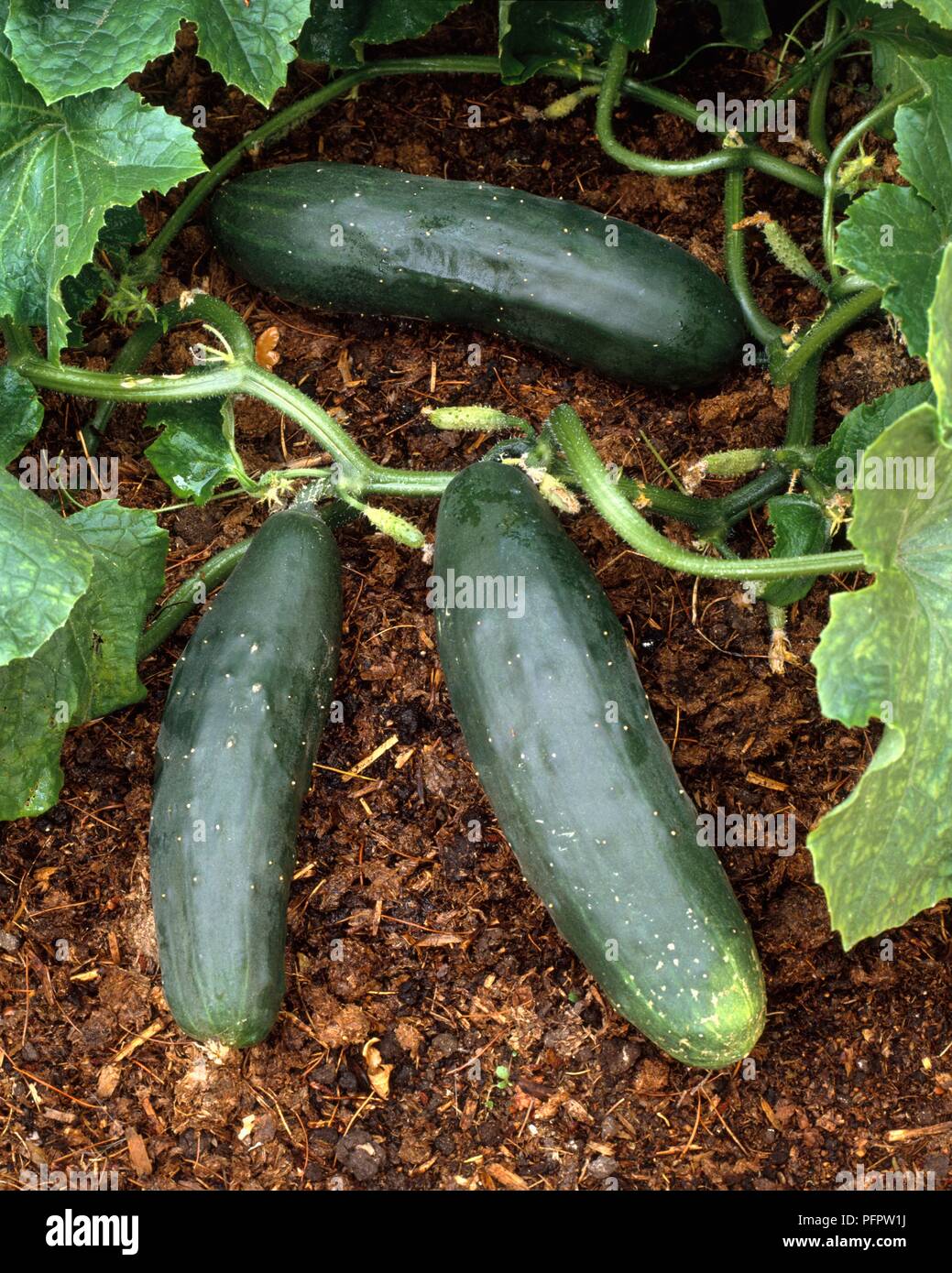 Three vertical stems hi-res stock photography and images - Alamy