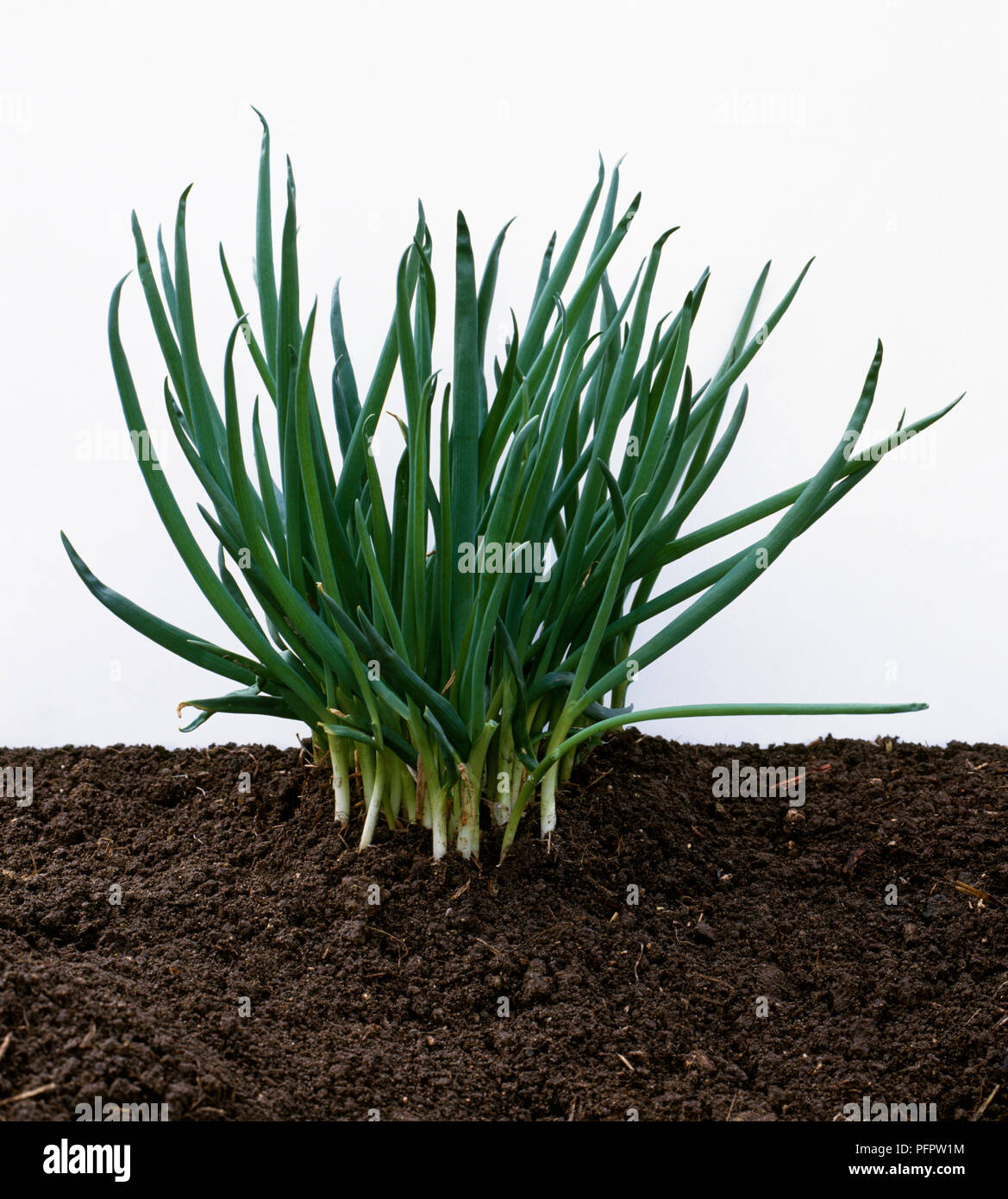 Allium fistulosum (European Welsh Onion) growing in soil against white ...