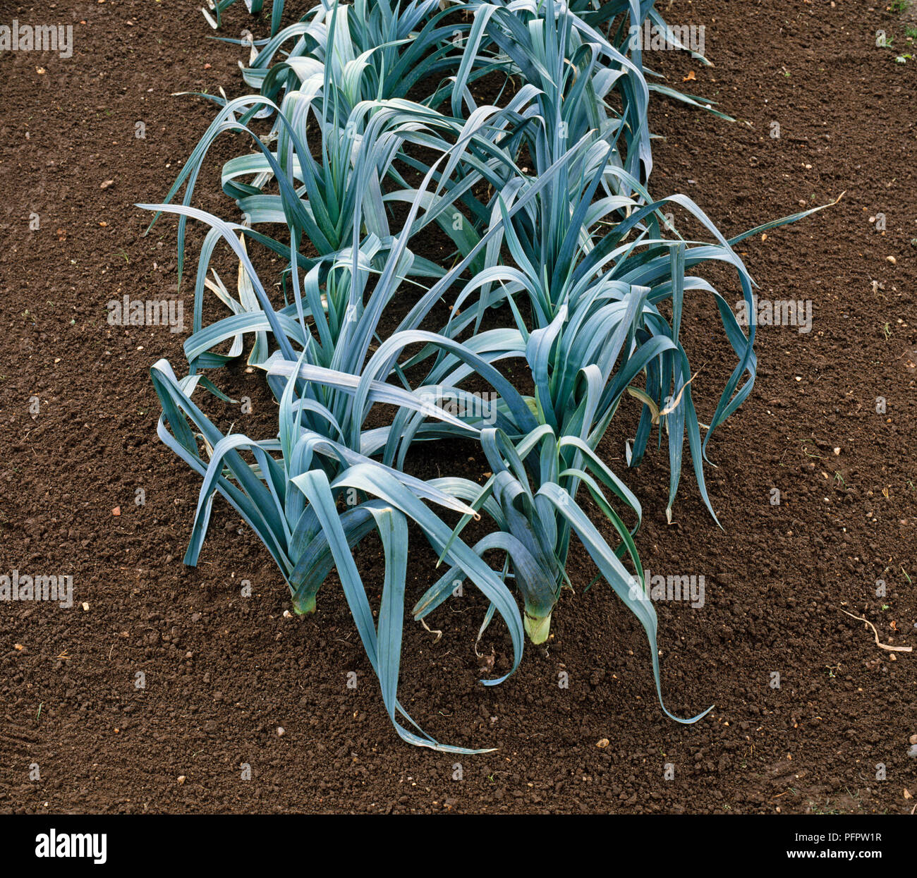 Allium ampeloprasum l hi-res stock photography and images - Alamy