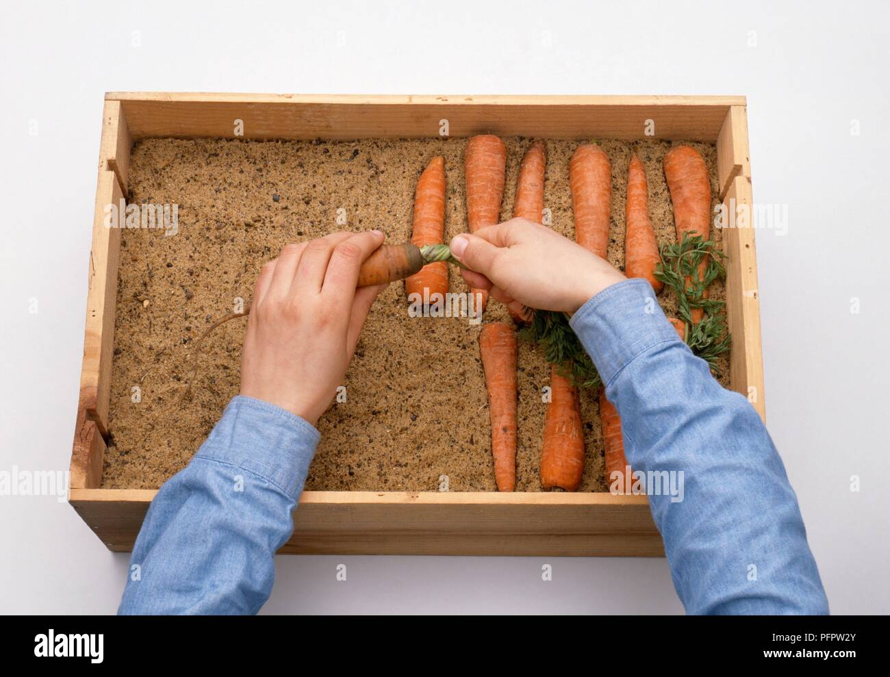 Storing carrots in box of sand, close-up Stock Photo - Alamy