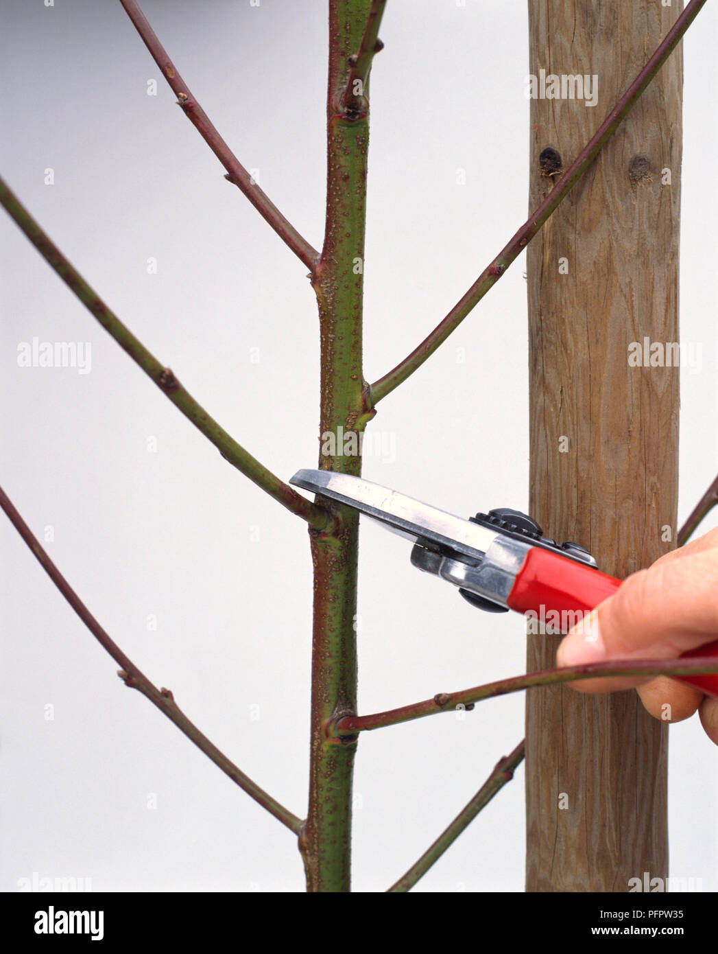 Pruning back Prunus persica leader (stem) to the top-most lateral ...