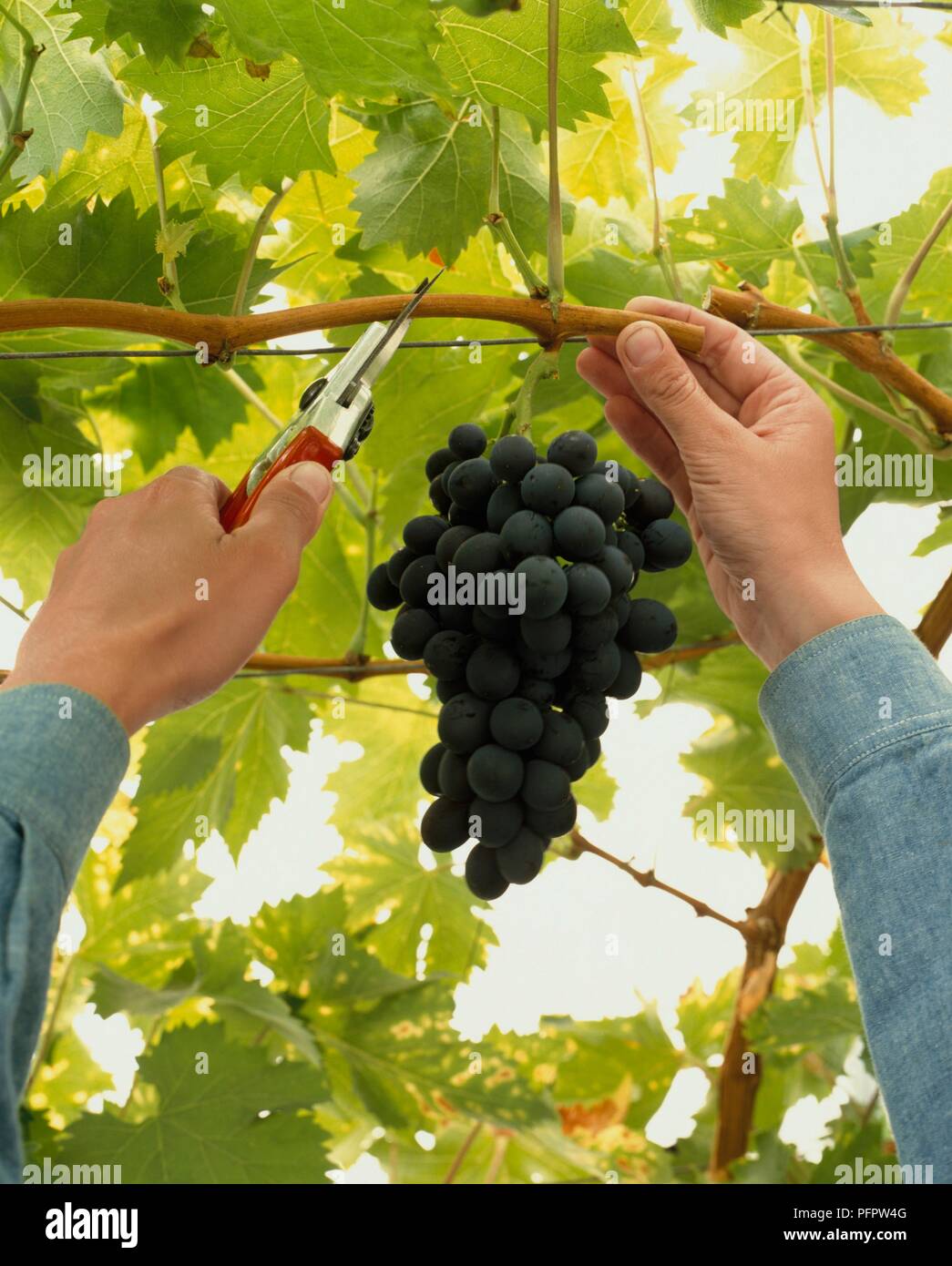 Cutting off bunch of black grapes with 5cm of woody stem either side of ...