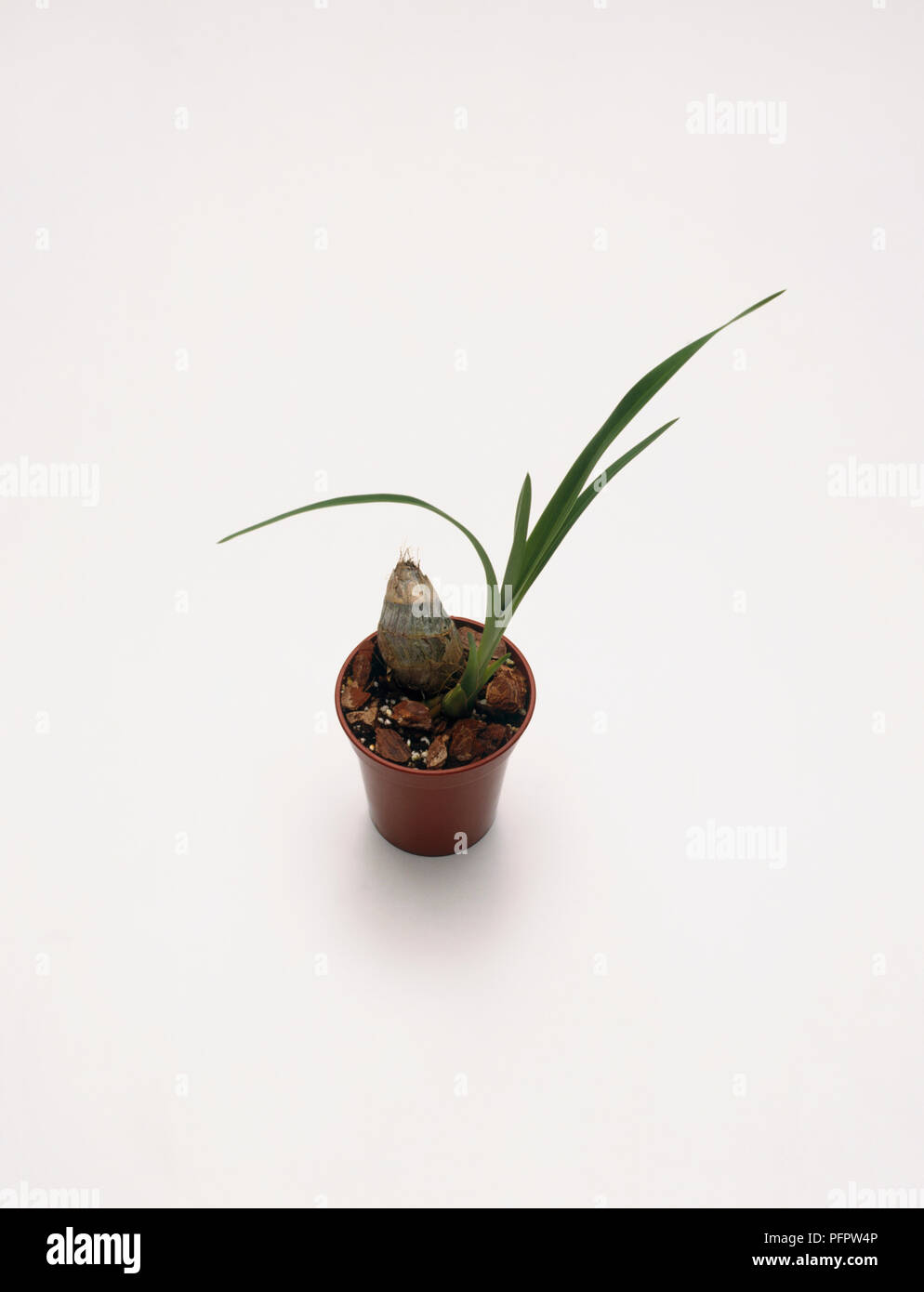 New bulb plant hi-res stock photography and images - Alamy