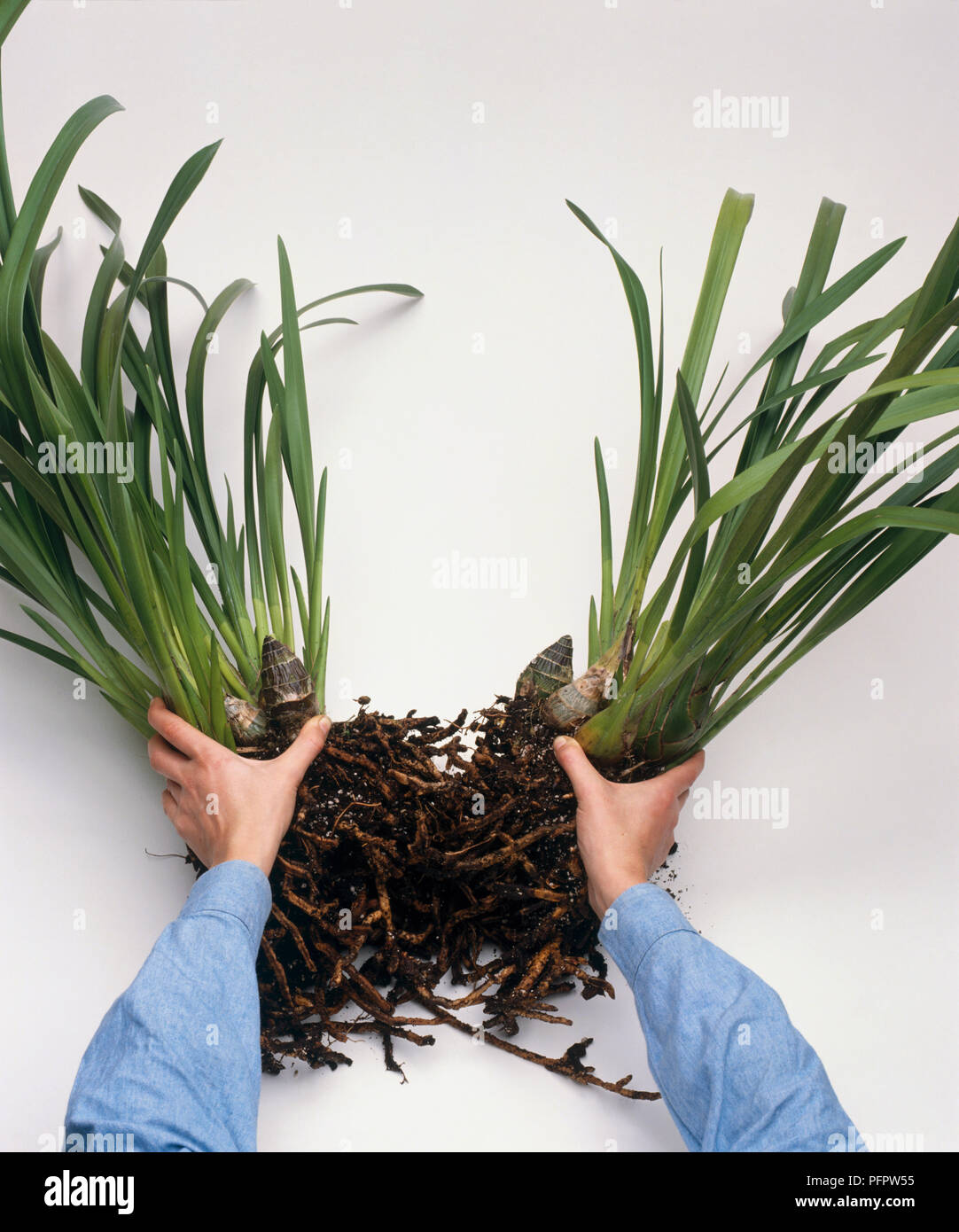 Dividing plant by separating it into sections using hands Stock Photo ...