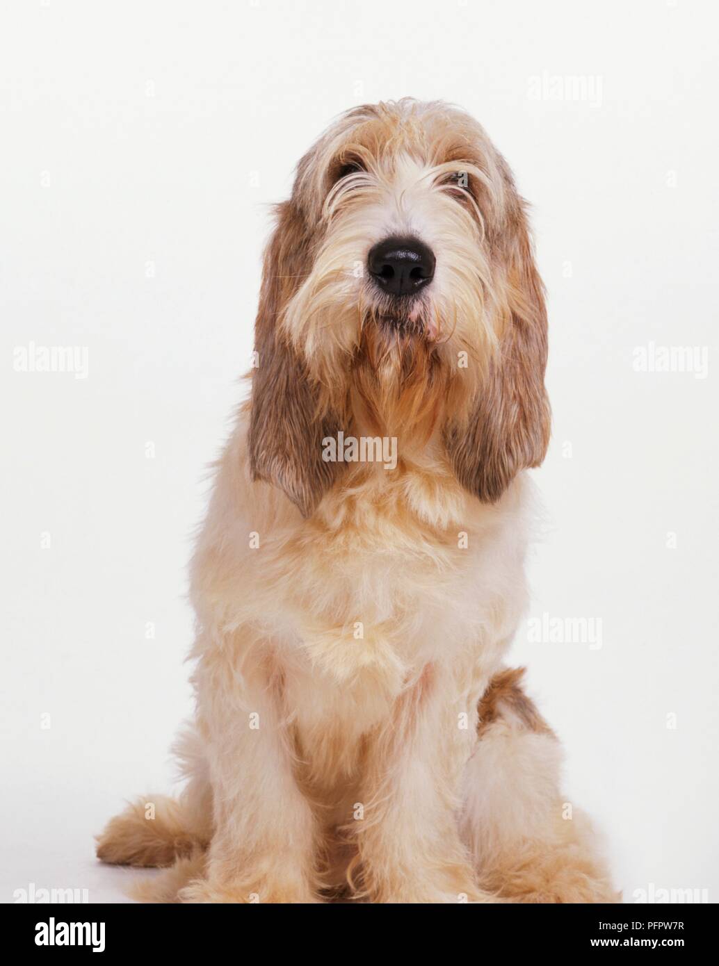 Grand Basset Griffon Vendeen dog, sitting Stock Photo - Alamy