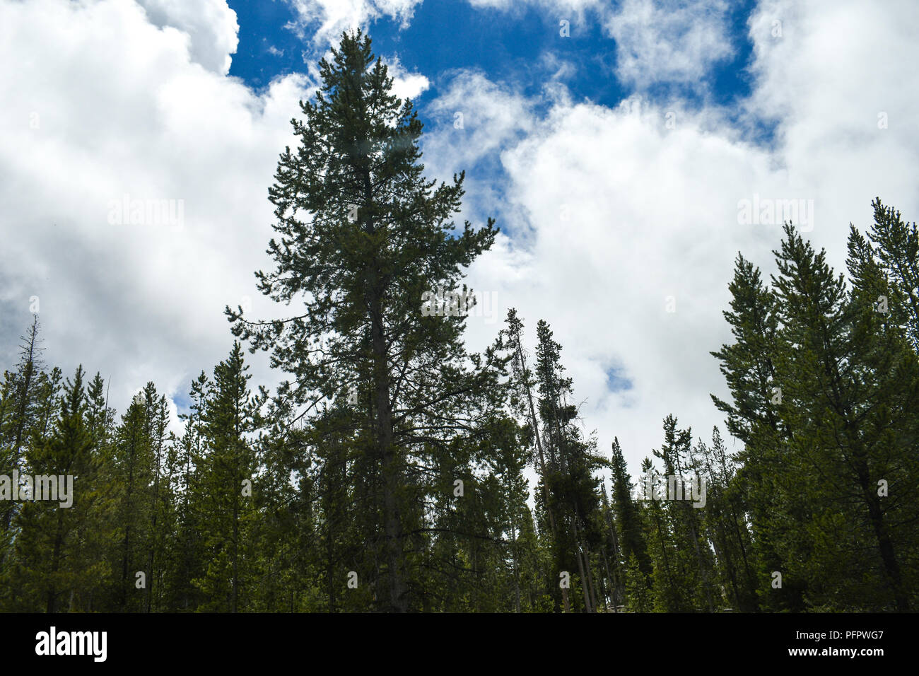 The trees see Stock Photo - Alamy