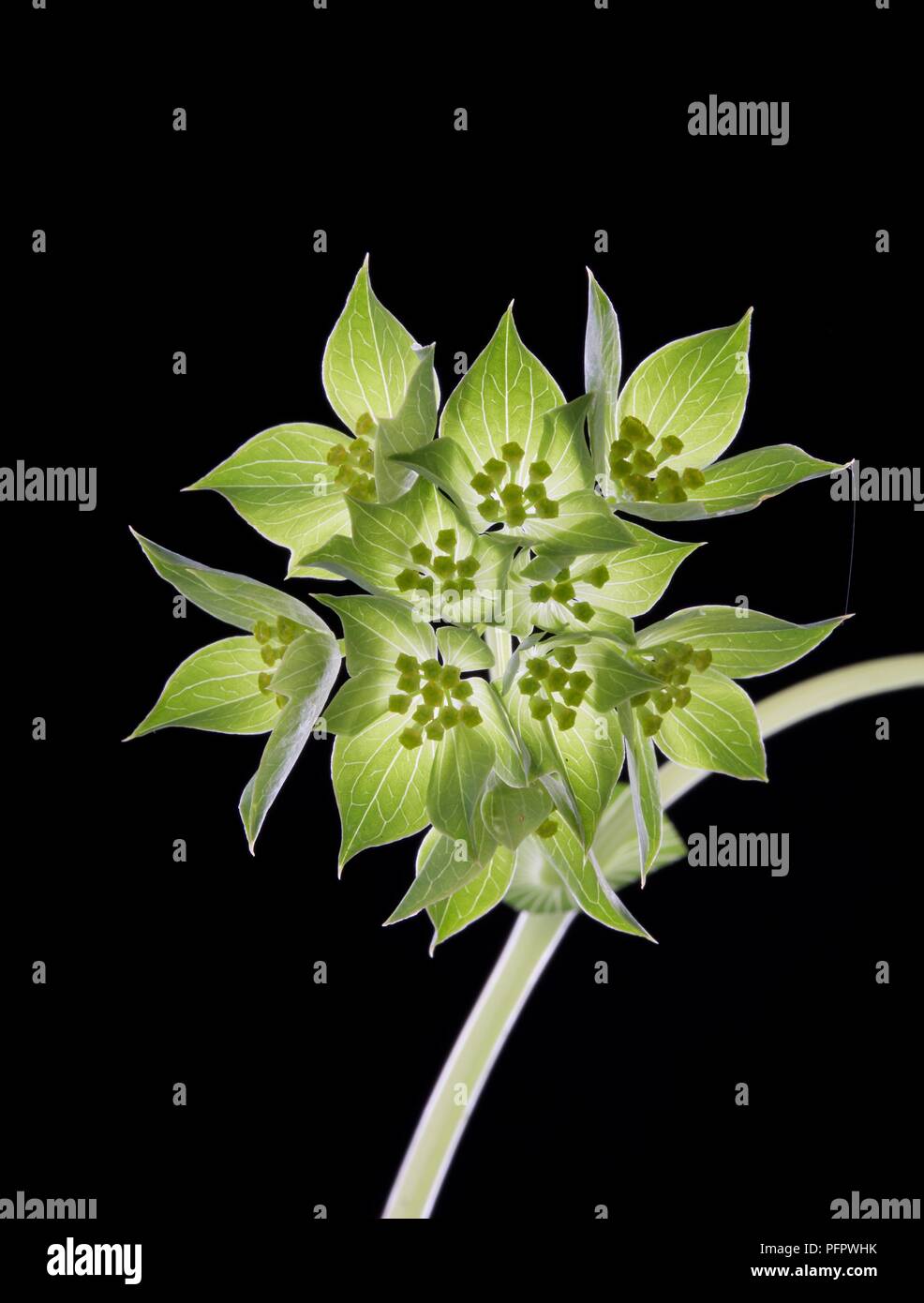 Bupleurum rotundifolium, green flowers and bracts on stem Stock Photo ...