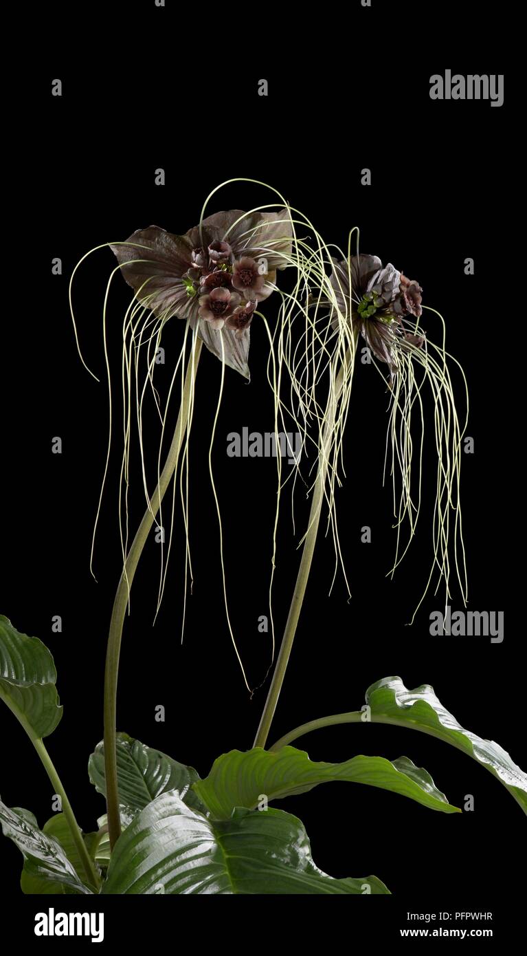 Tacca Chantrieri Stock Photos & Tacca Chantrieri Stock Images - Alamy