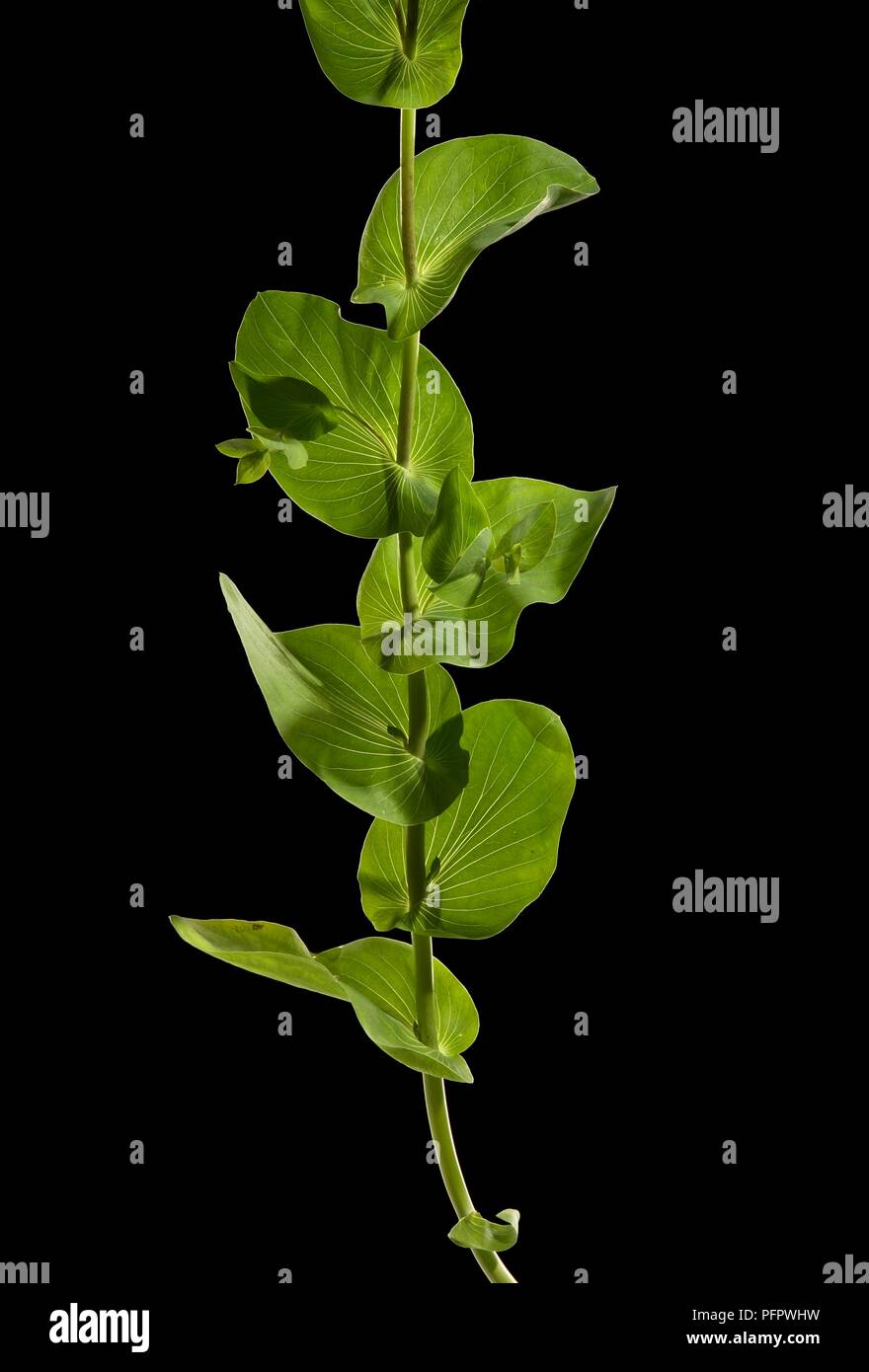 Leaves enclosing stem of Bupleurum rotundifolium Stock Photo - Alamy