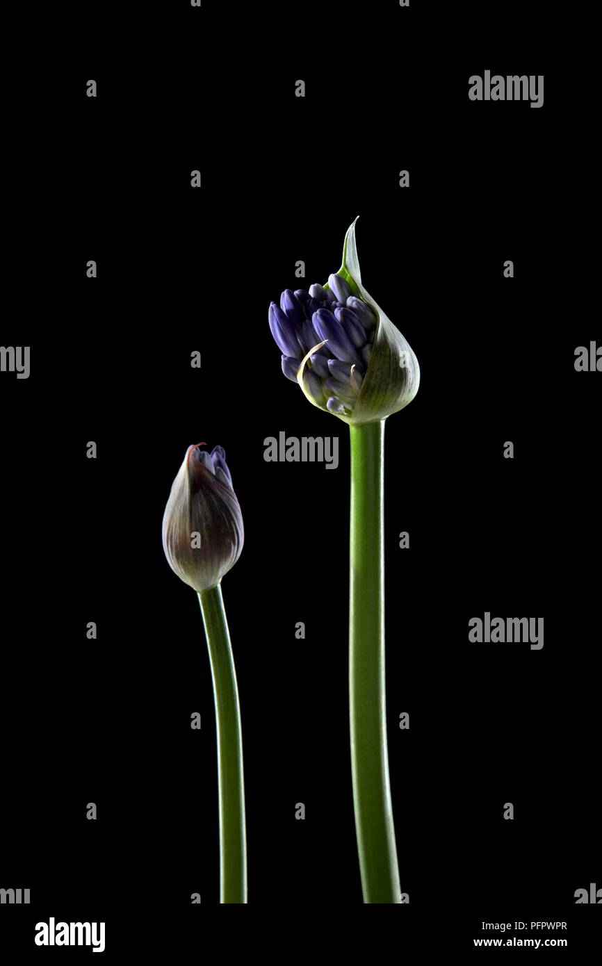 Agapanthus sp. (African lily) buds, closed and opening Stock Photo - Alamy