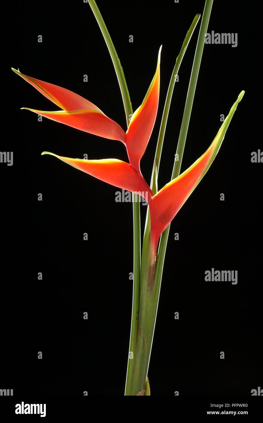 Bright red heliconia hi-res stock photography and images - Alamy